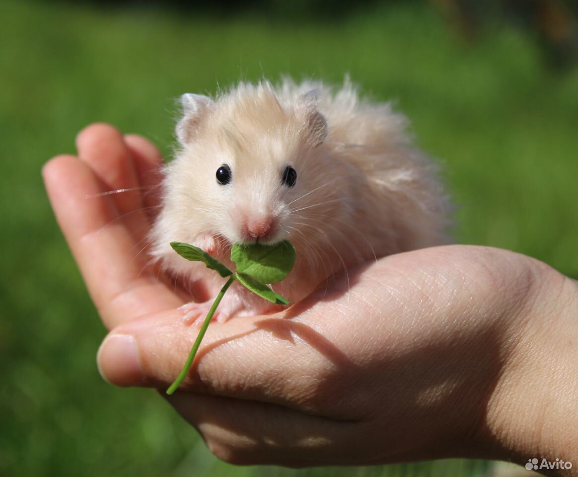 Пушистые хомячата