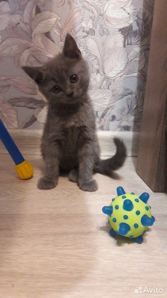 Британский котенок