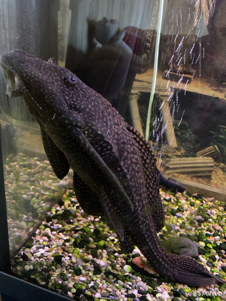 Сом анциструс 30 см