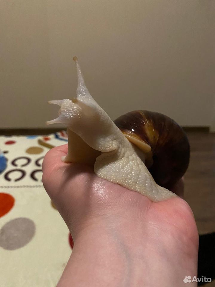 Улитки ахатина и архахатина