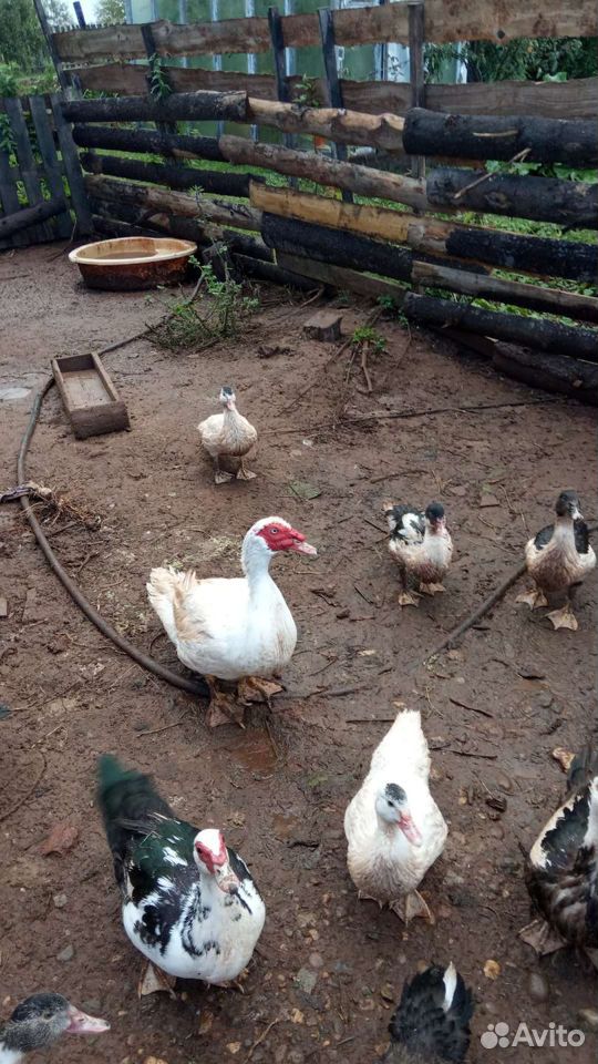 Утки мускусные