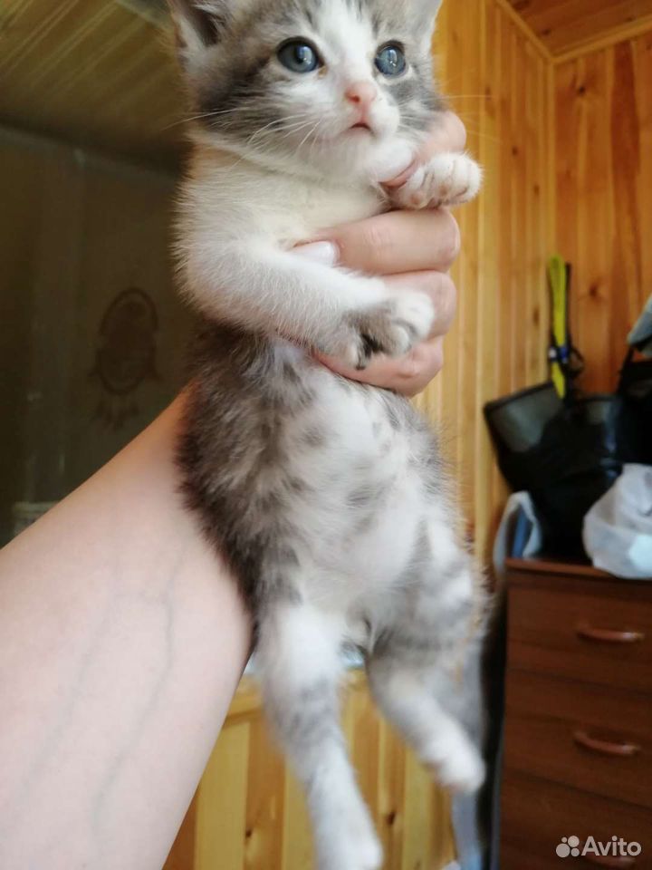 Котенок