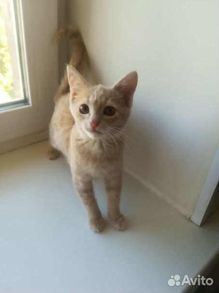 Котенок мальчик