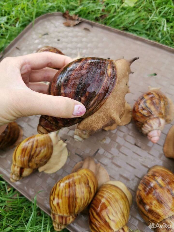 Овумы и Сутуралисы