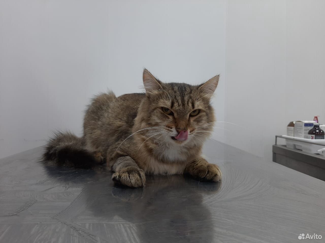 Пушистый красавчик ищет руки