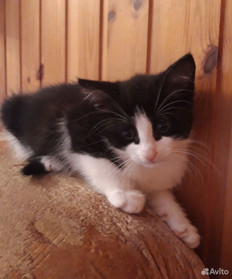 Малыш крошка ищет дом