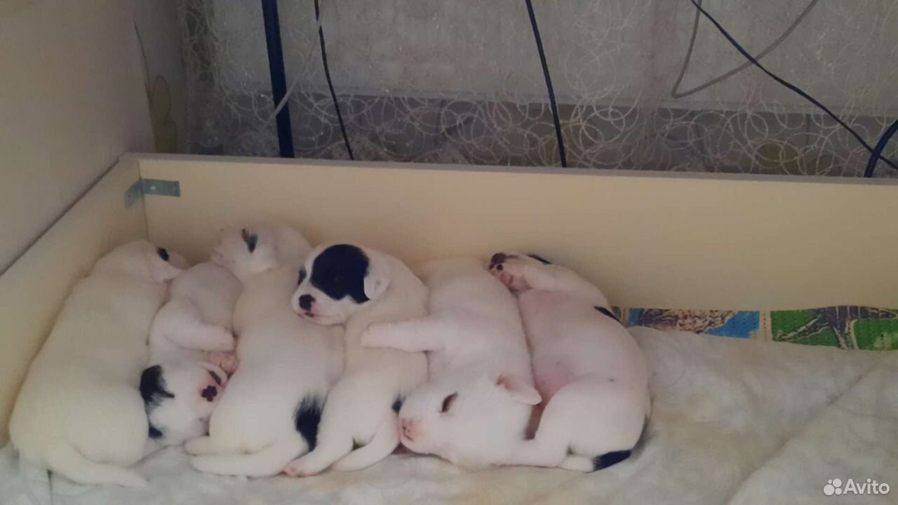 Щенки Джек Рассел Терьера