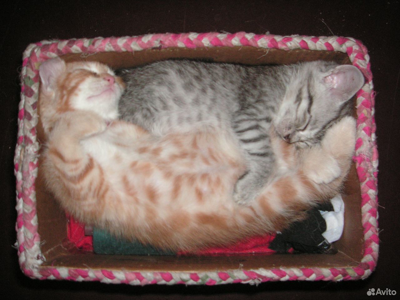Чудные котята