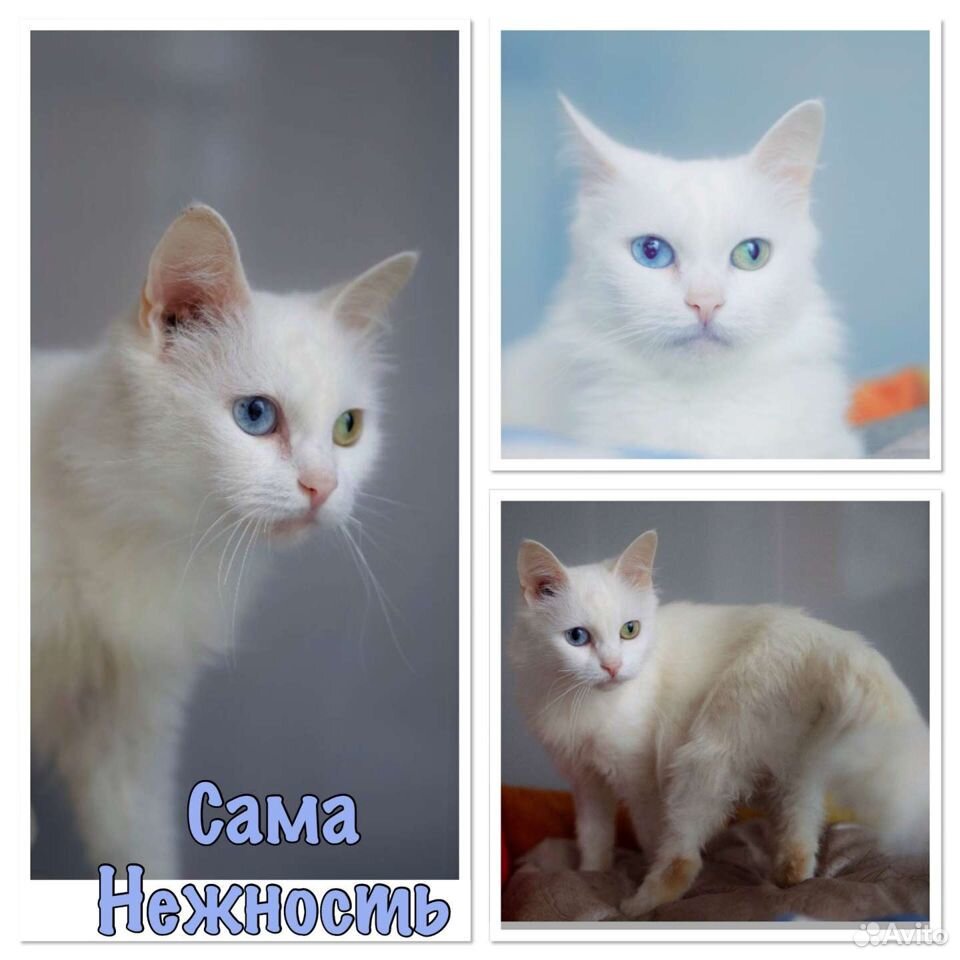 Турецкая ангора, кошка Катя, 8-9 лет