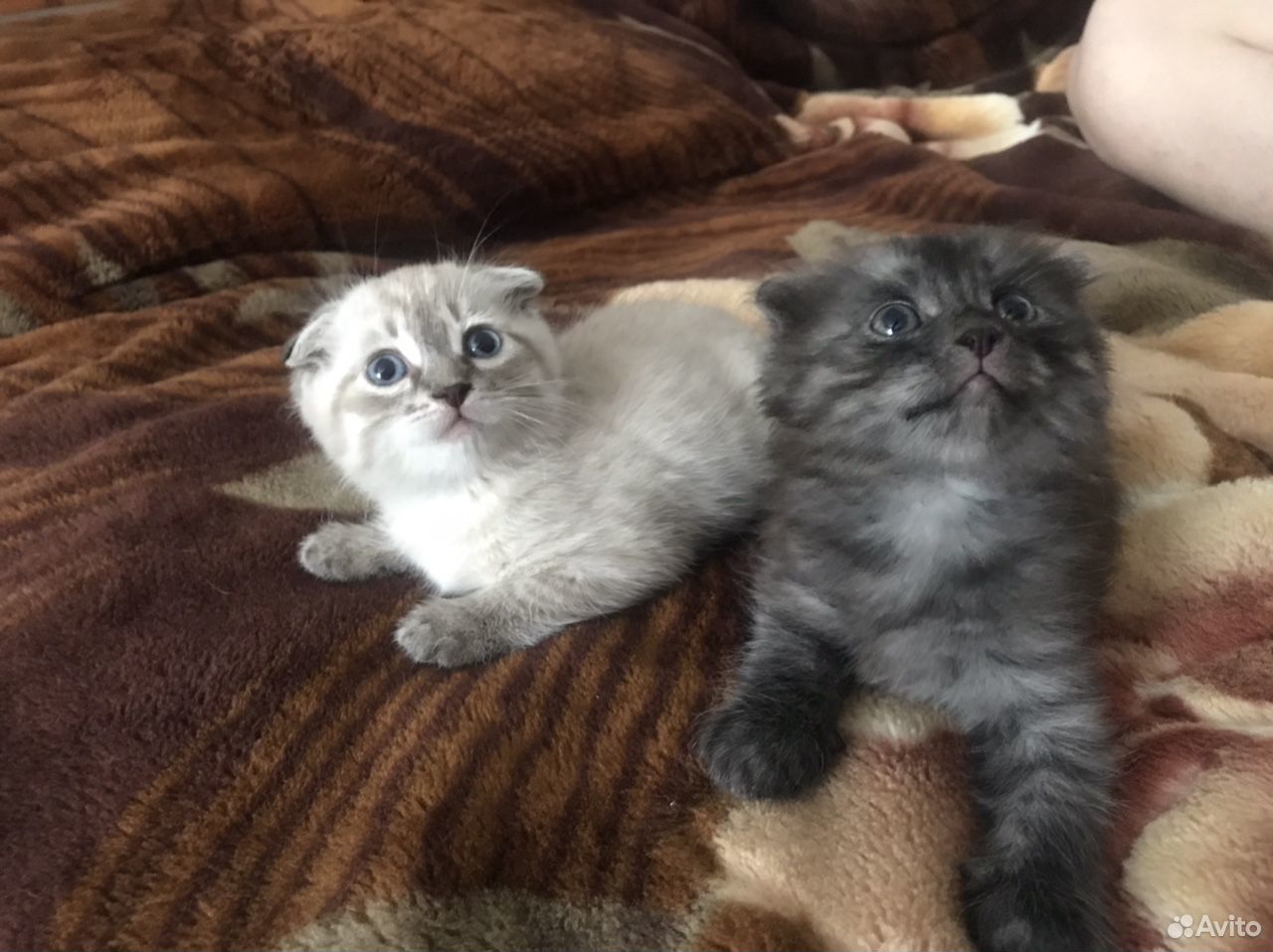 Котята вислоухие 3 недели