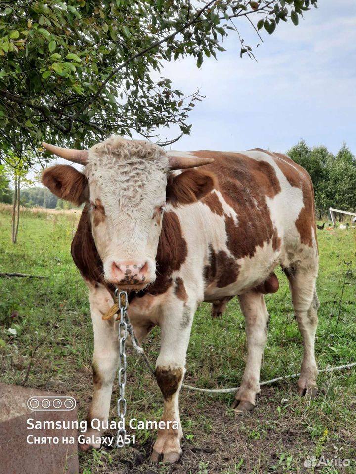 Бык Сементал