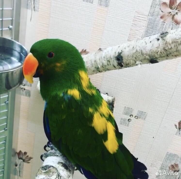 Пара благородных попугаев