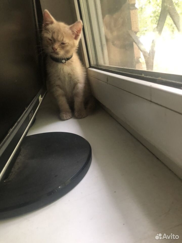 Котёнок Лёва 2 месяца ;)