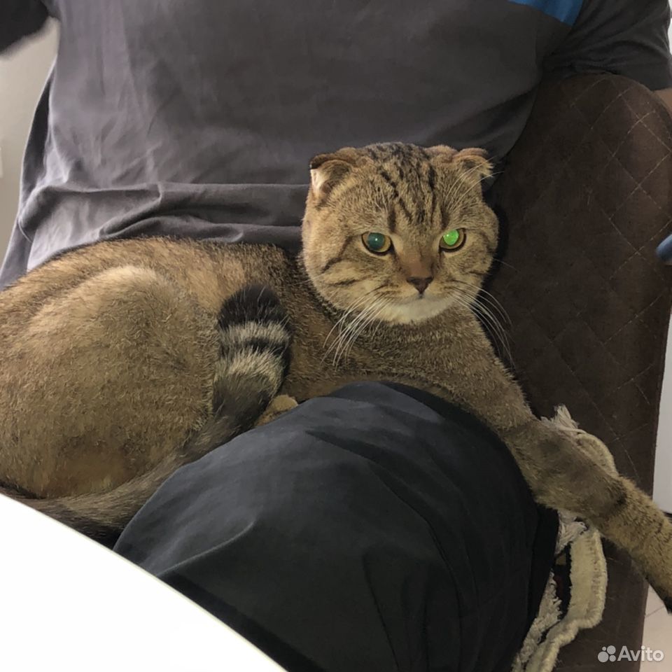 Шотландский вислоухий котёнок снижение цены по тор