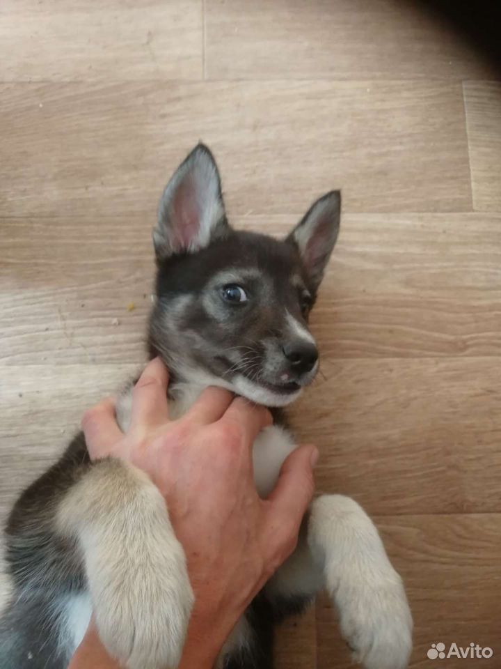 Щенок хаски но без документов, отдам в хорошие рук