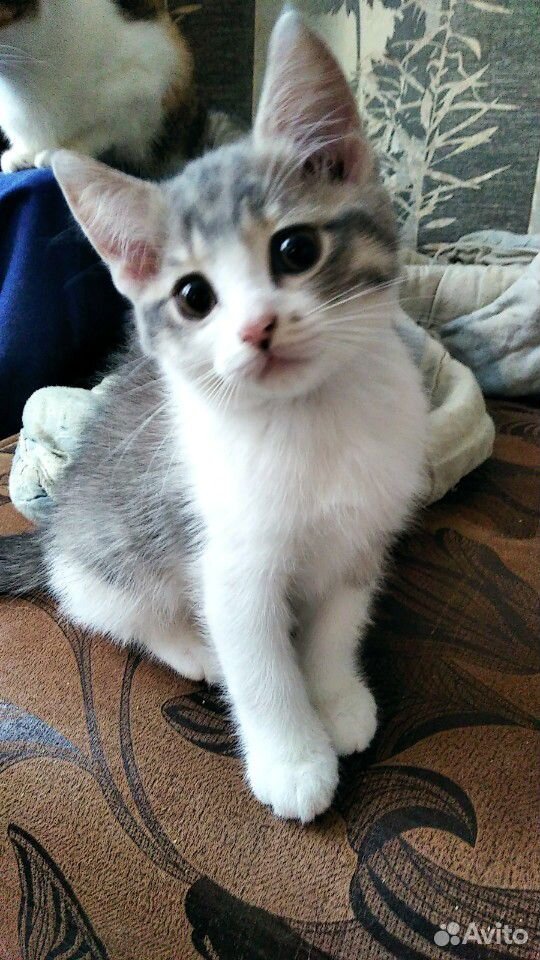Котенок 2месяца