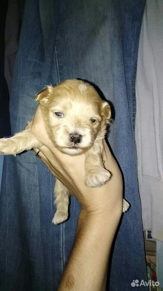 Мальтипу ангелочки мальчики и девочка