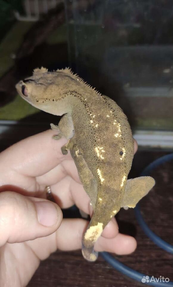 Самочка ресничатого бананоеда.3 года