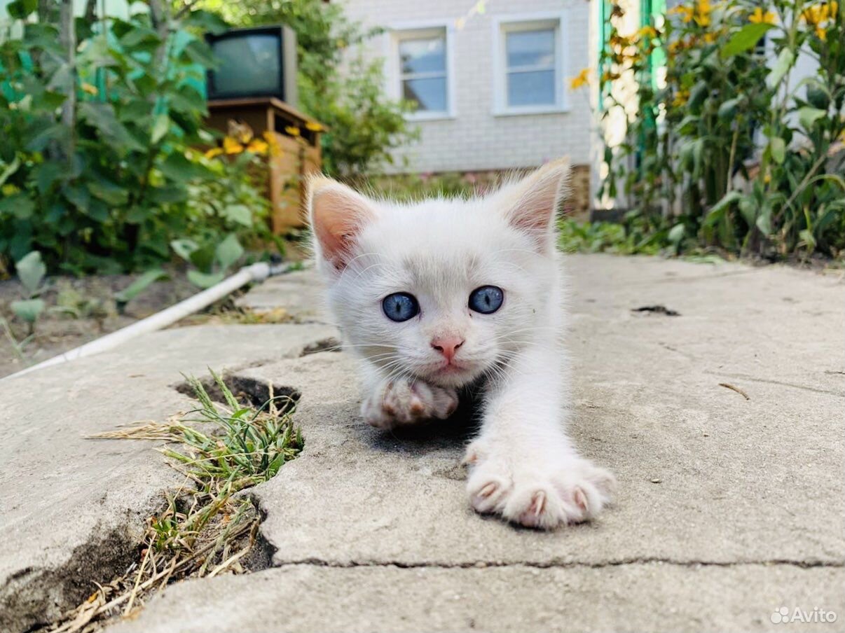 Котёнок Айс