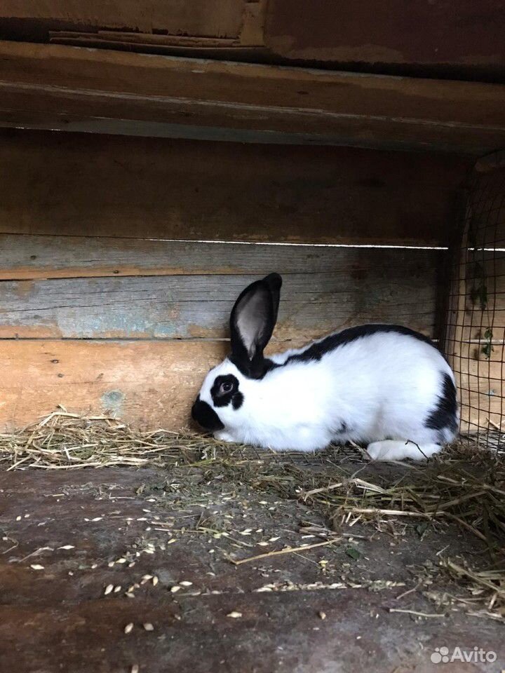 Кролик строкач(нпв)