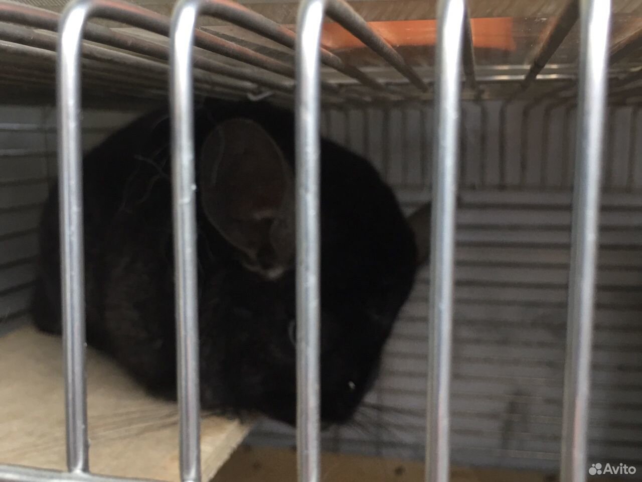 Шиншилла с клеткой