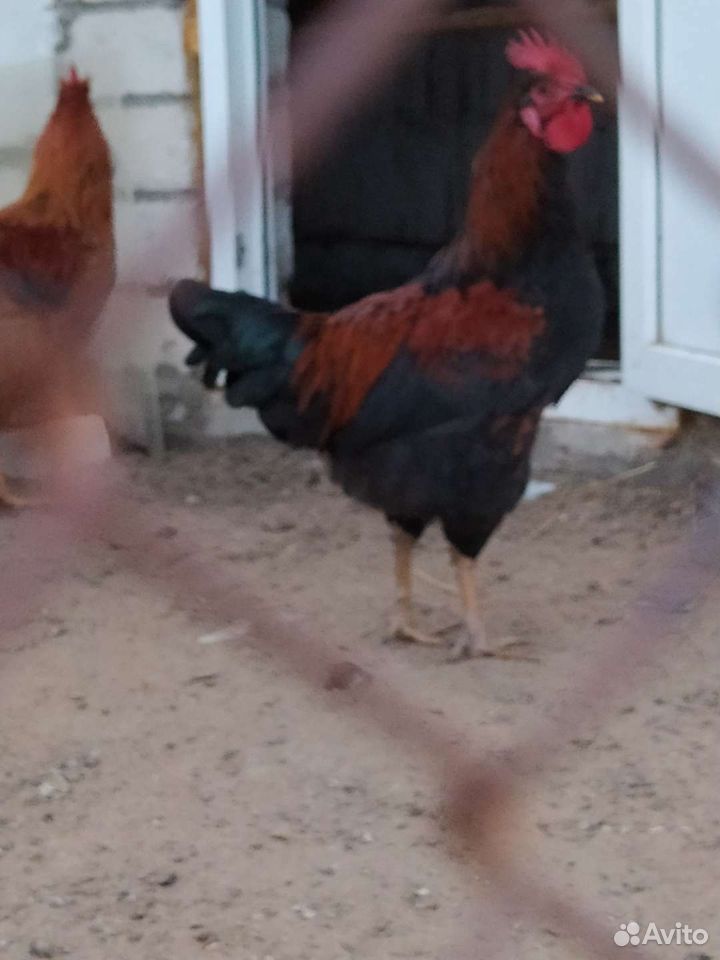 Продам петушков или обменяю на курочек