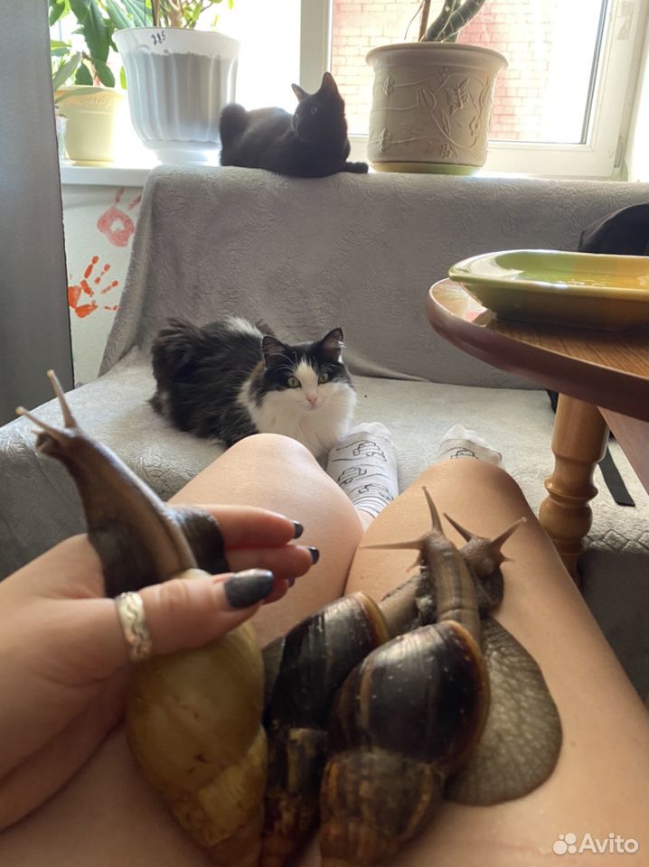 Улитки ахатины