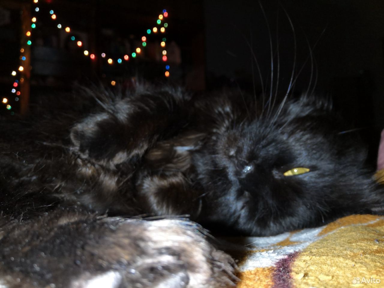 Сибирский кот