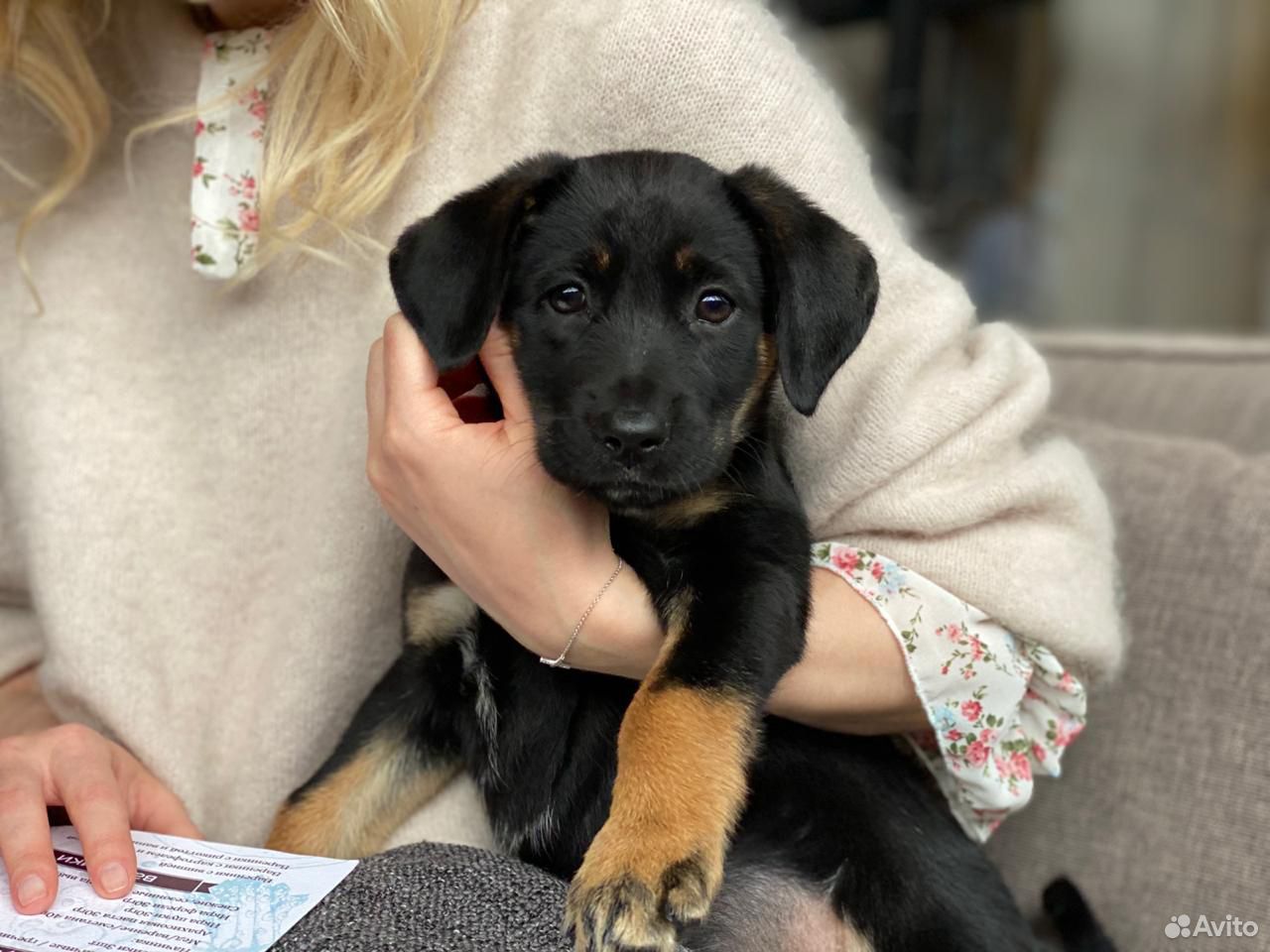 Щенок в добрые руки