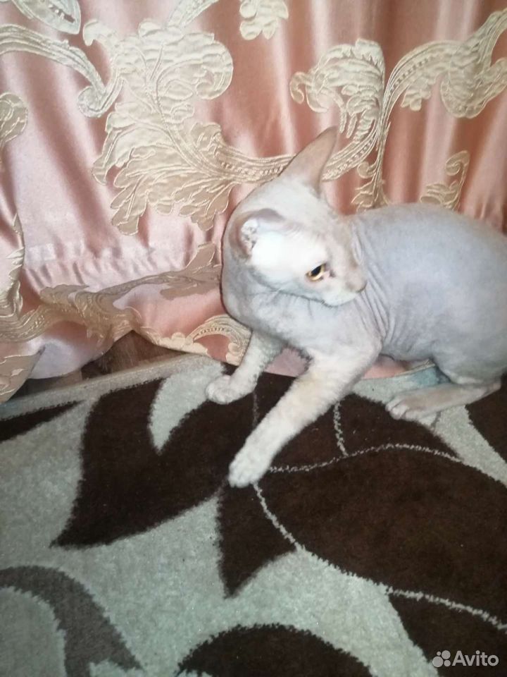Сфинкс браш