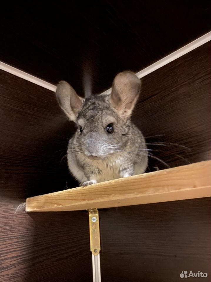 Шиншилла самка