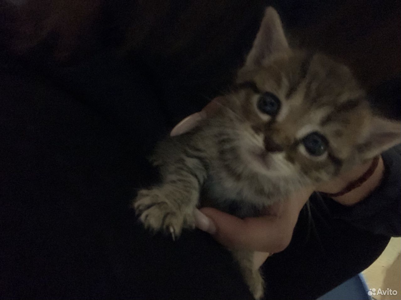 Метис британца и ли хуа