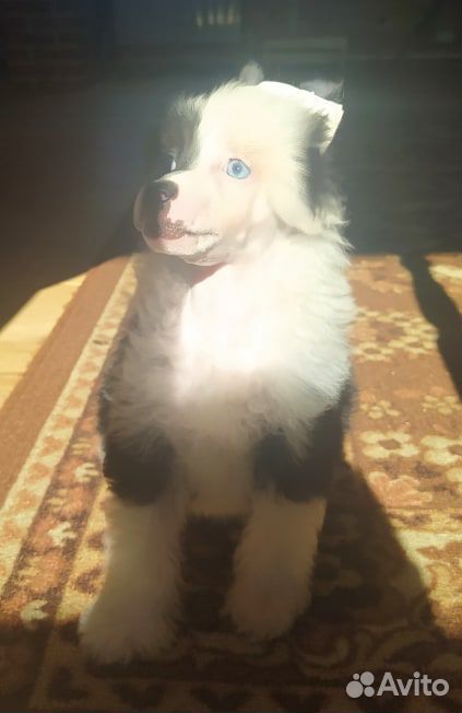 Пуховый необычный мальчик 2 мес