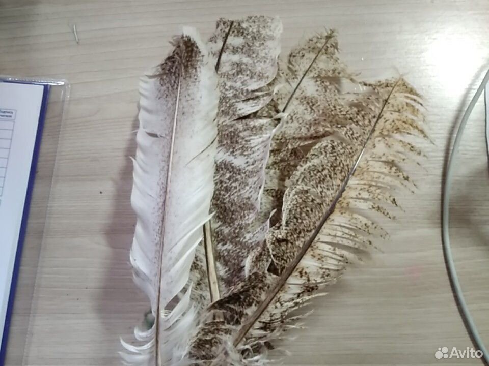 Гусиные перья