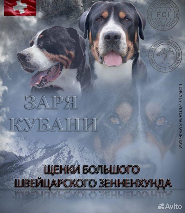 Большой Швейцарский Зенненхунд