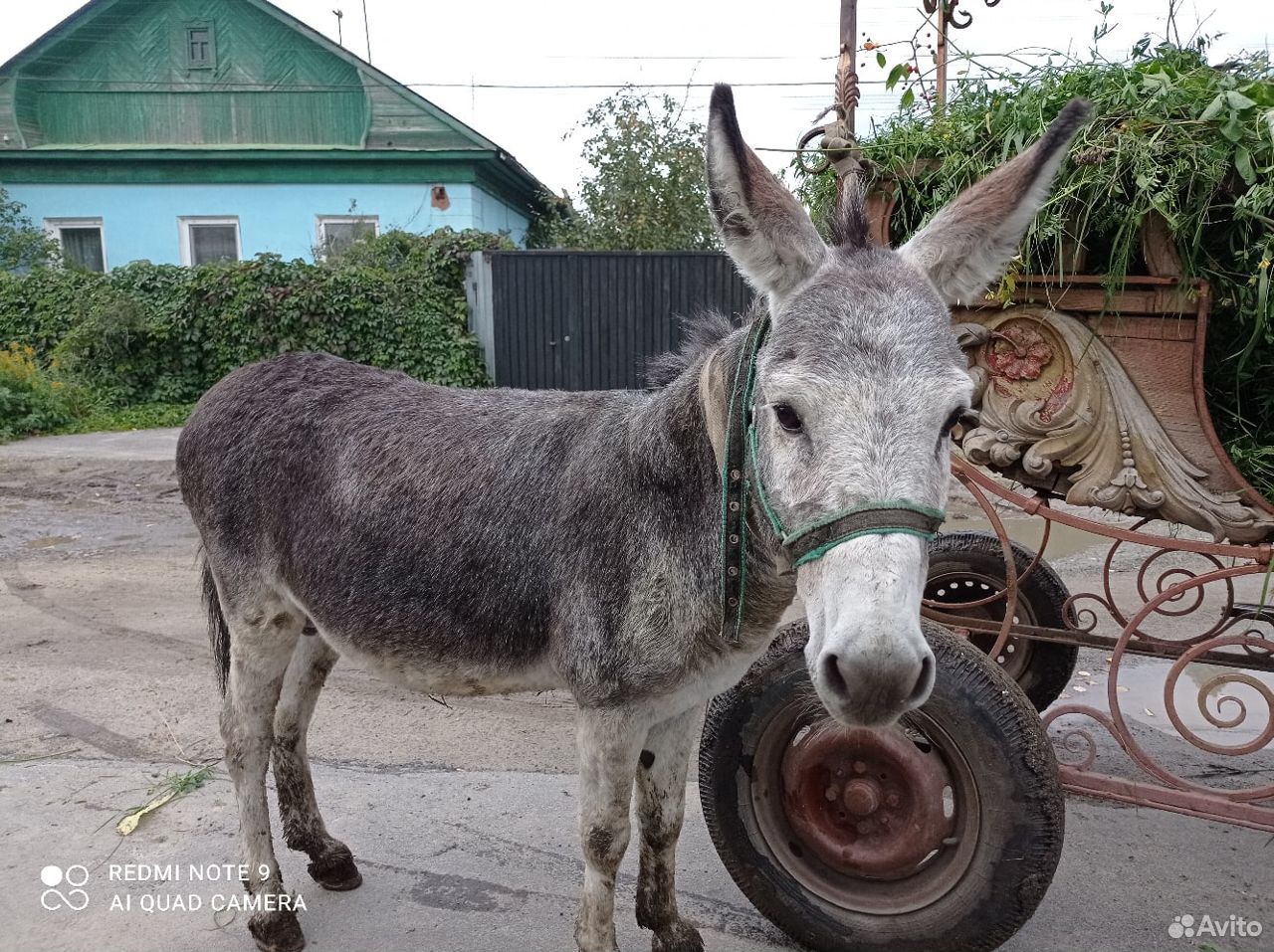 Осел