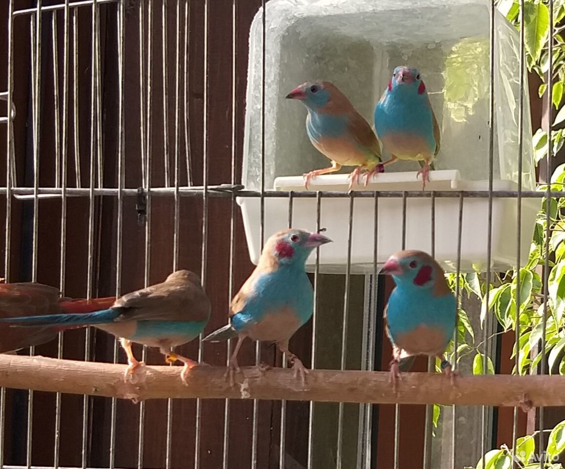 Красноухий астрильд (амадины, амаранты.)