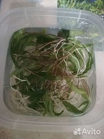 Отдам прополку (криптокорины)