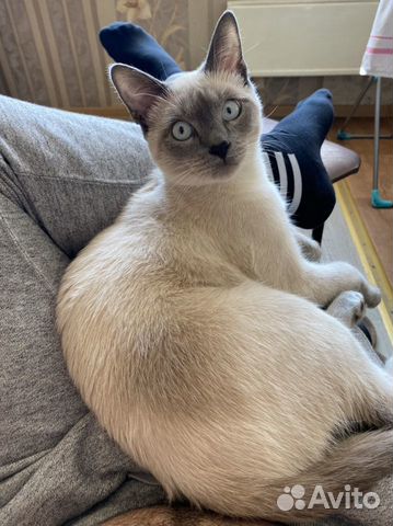 Тайский кот вязка бесплатно