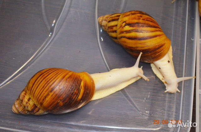 Архахатины