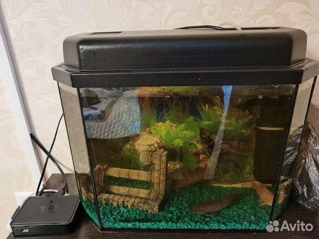 Аквариум с рыбами