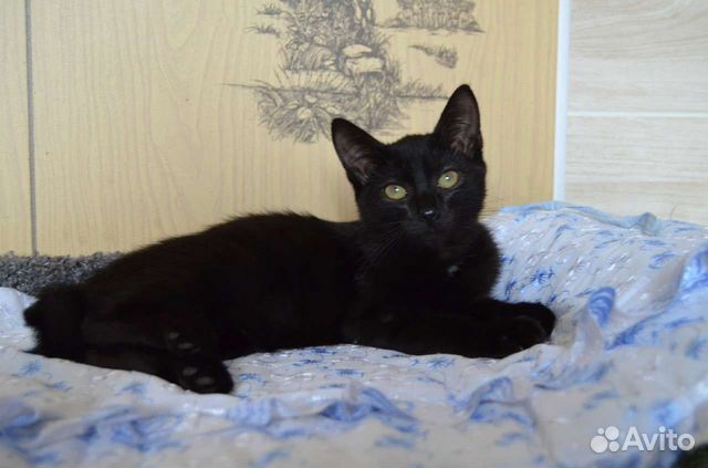 Уголёк ищет дом