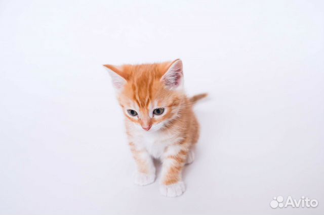 Котенок, носитель гена манчкин