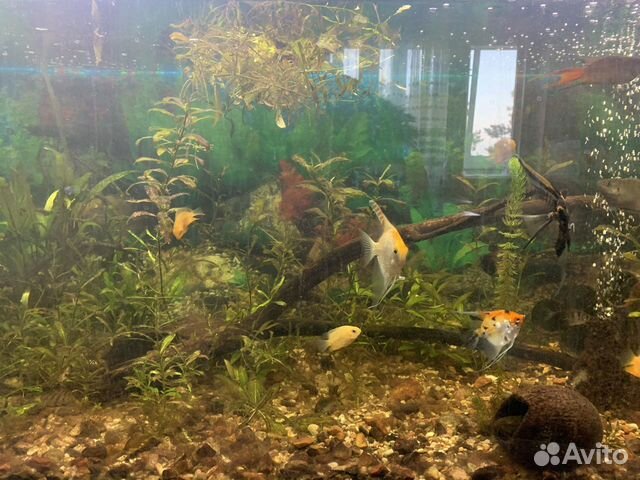 Аквариум