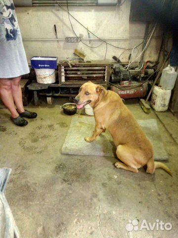 Приму щенка питбуля в дар