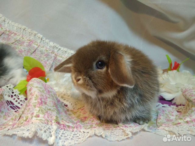 Карликовый шоколадный крольчонок