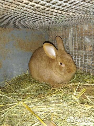 Новозеландский рыжий самец