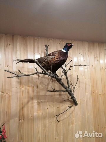 Фазан охотничий