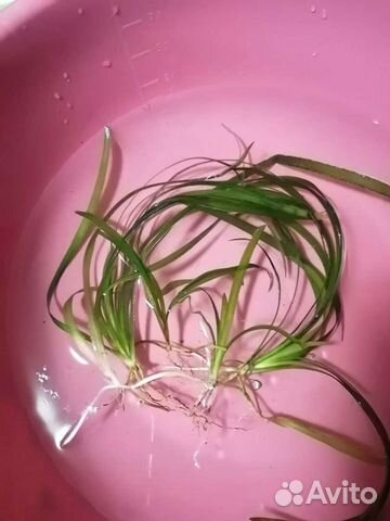 Валеснерия гигантская прополка