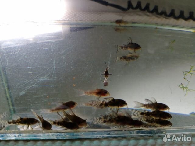 Коридорасы крапчатые